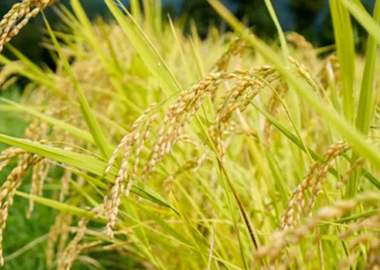 Crafting Delightful Treats: The Heart of Iwatsuka's Delicious Rice Sna ...